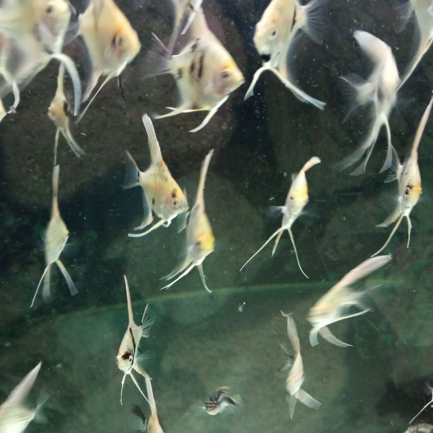 Скалярии белые, пиной, золотые