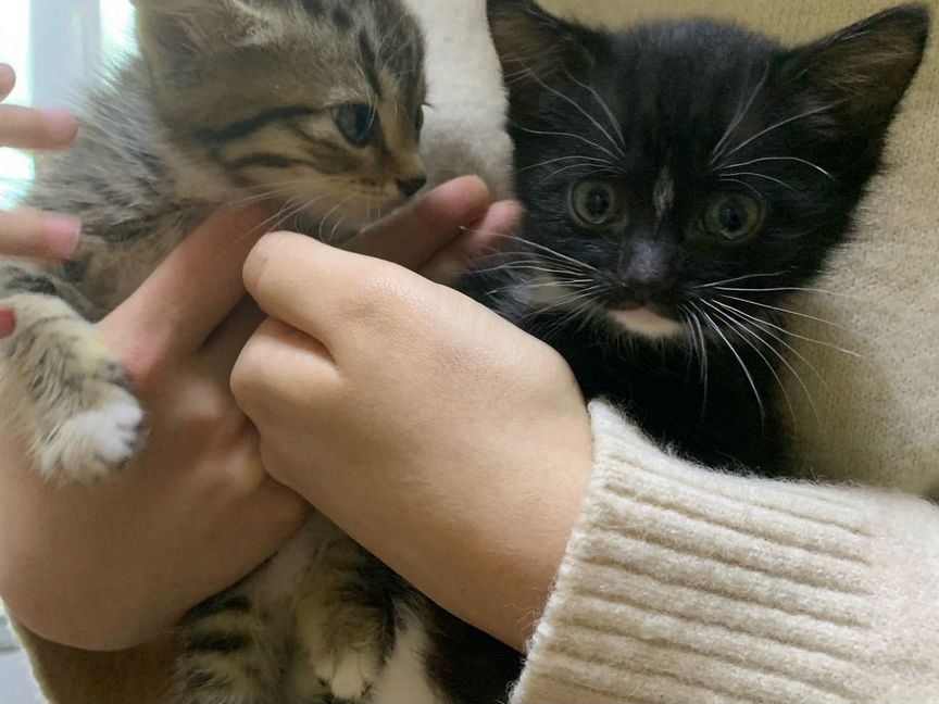 Котята в добрые руки