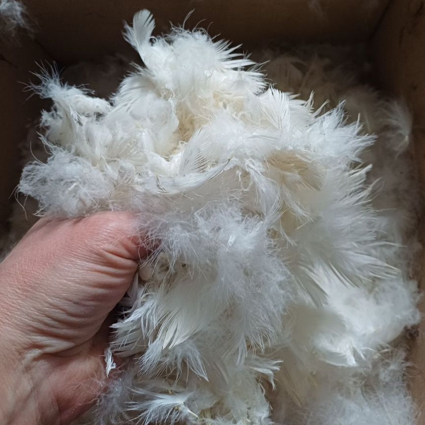 Пух перо гусиное