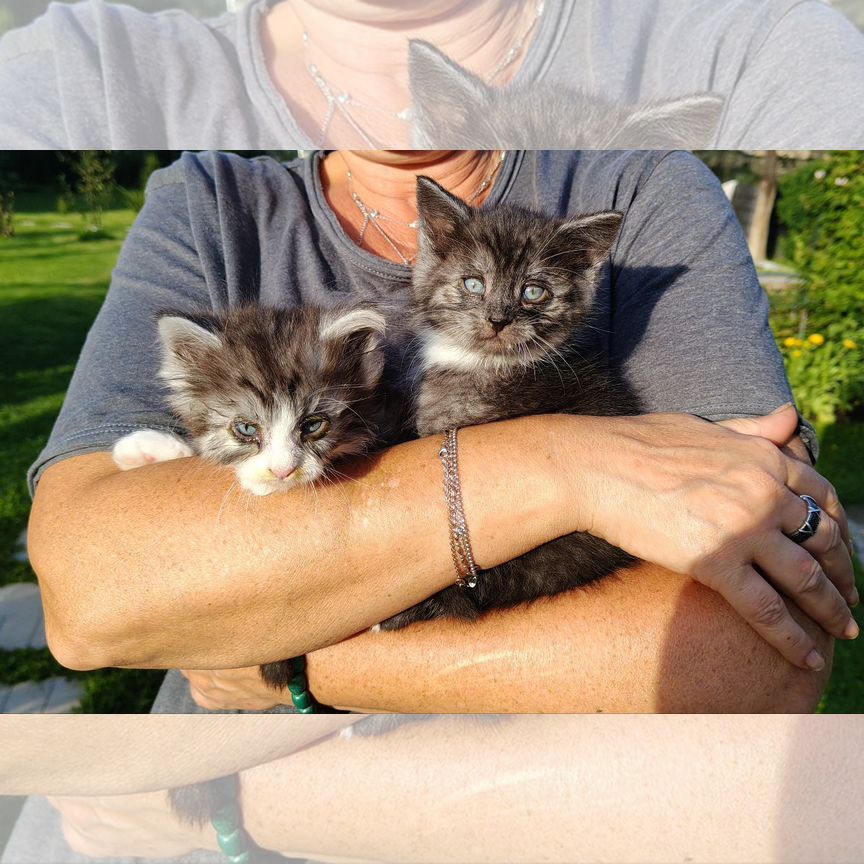 Котейки в добрые руки