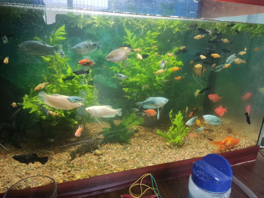 Украшение для аквариума