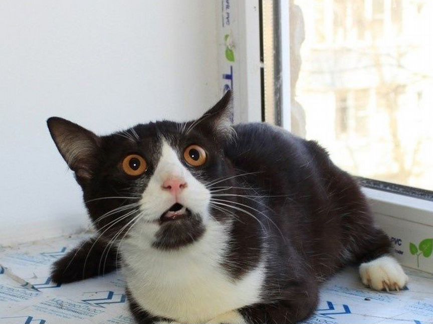 Ищет дом котик Брюс