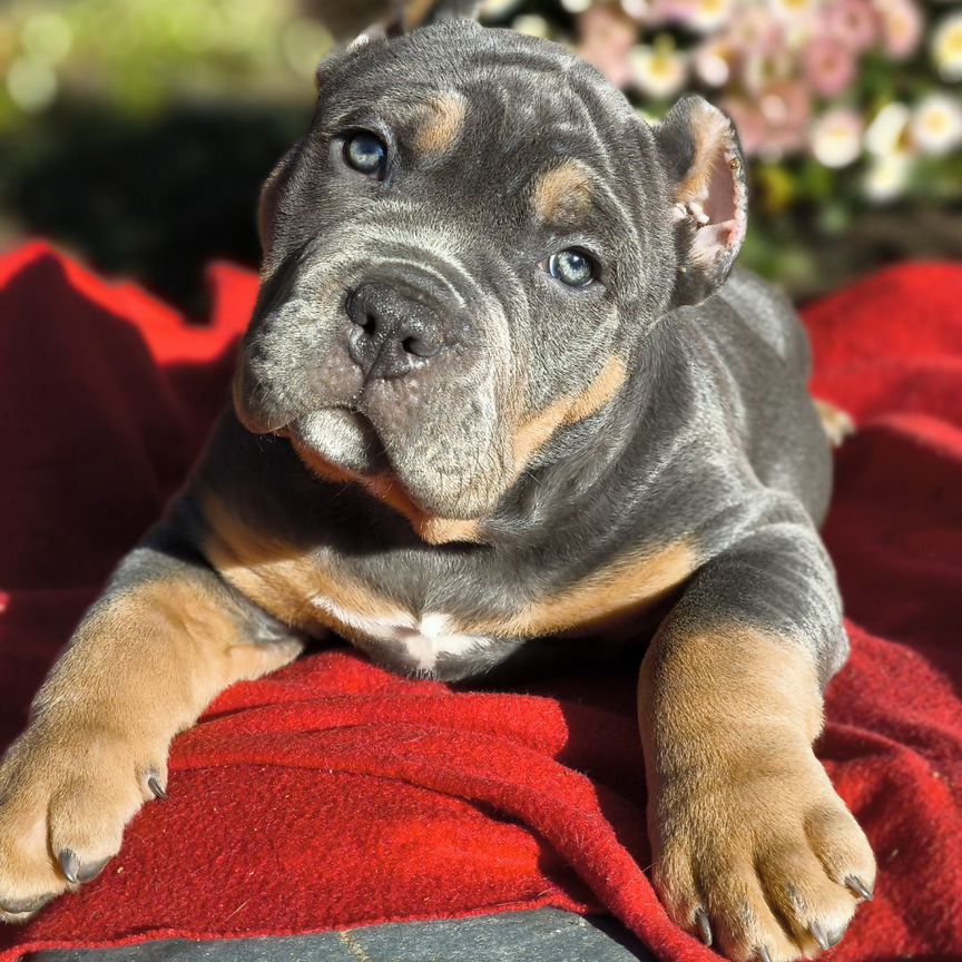 Американский булли