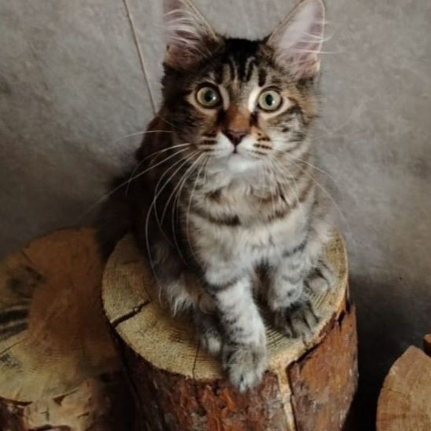 Сибирский котёнок