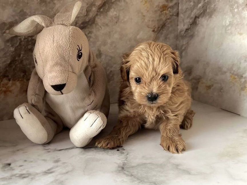 Мальтипу f1 mini щенки