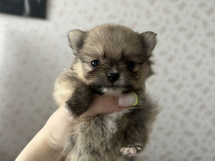 Померанский шпиц мини