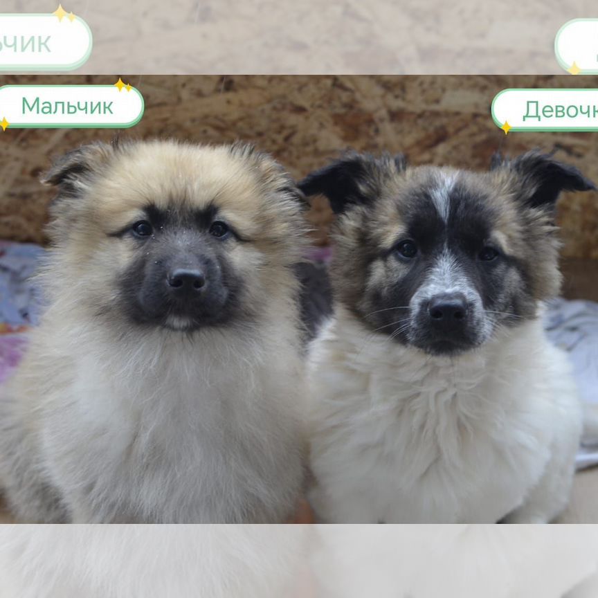 Собака щенок пёс в добрые руки бесплатно