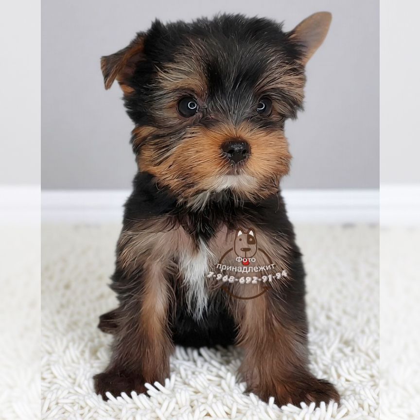 Йоркширский терьер, щенок