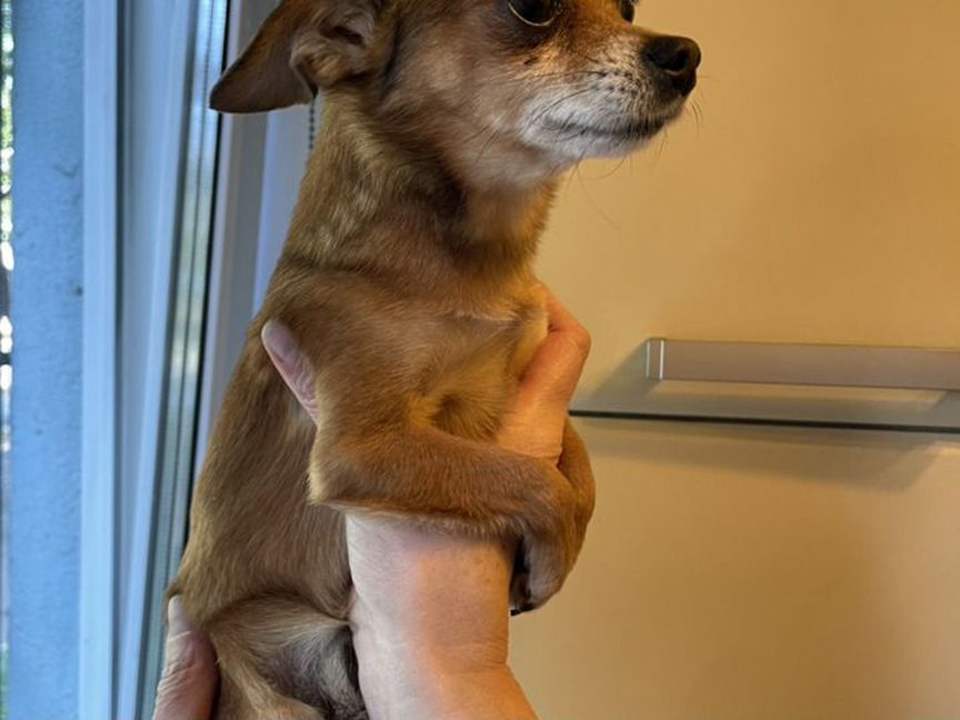 Мини той-терьер ищет подругу для вязки