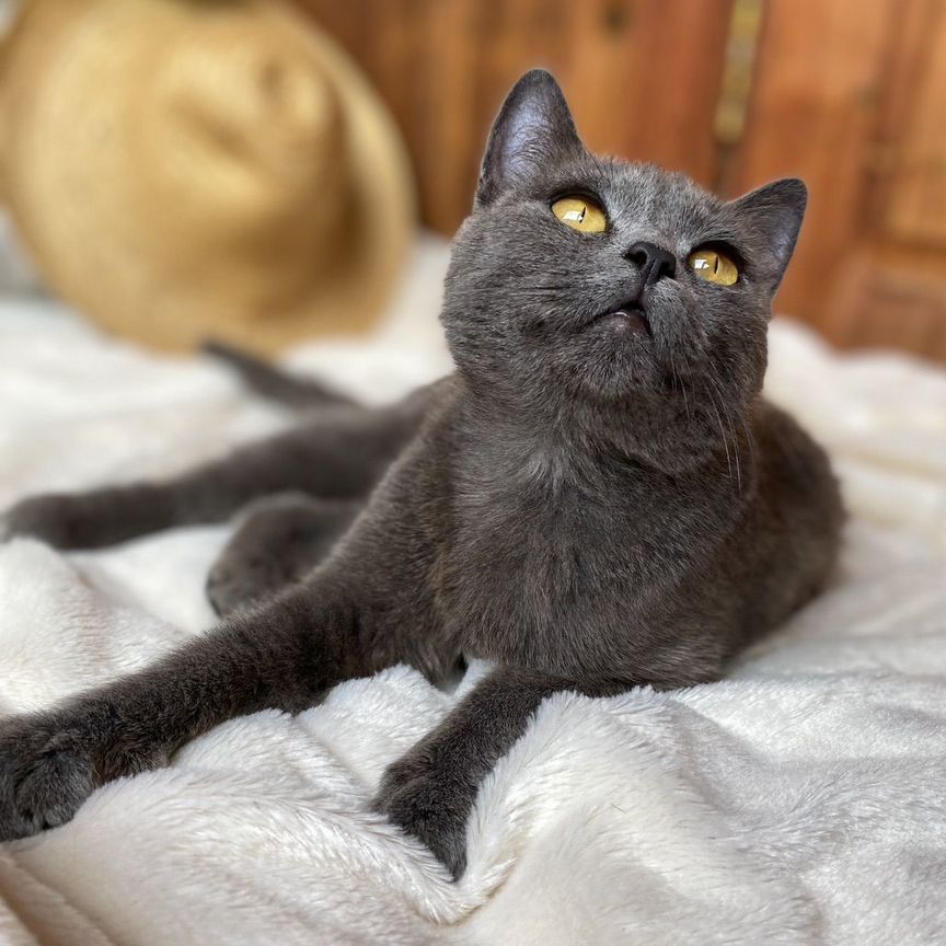 Котёнок