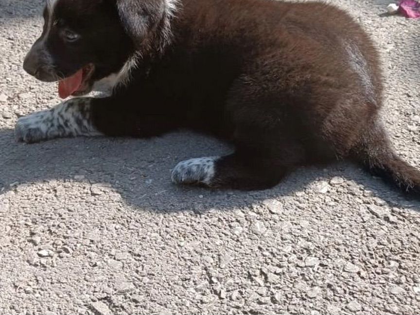 Кутята в добрые руки