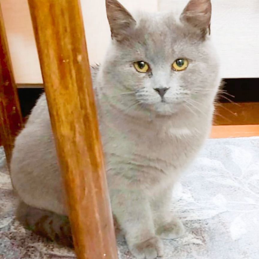 Котенок мальчик