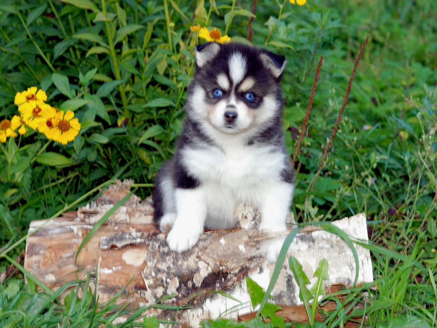 Малыш помски