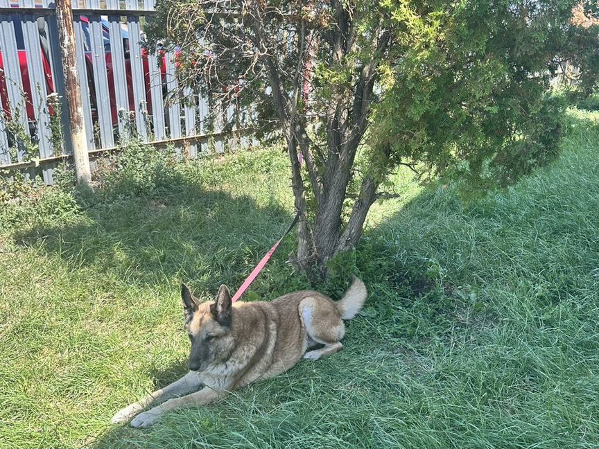 Собака в добрые руки отдам бесплатно