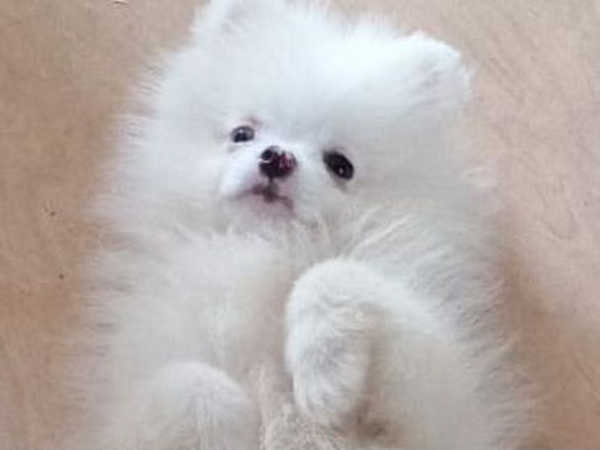 Белый померанский шпиц