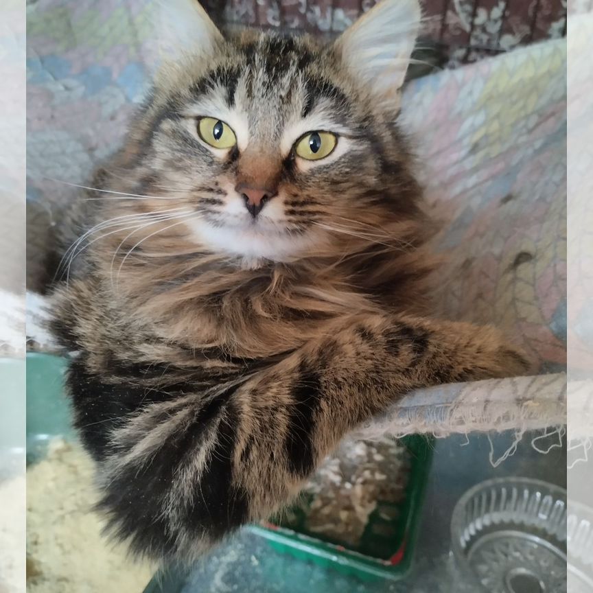 Котята и кошки в добрые руки. Спасите нас