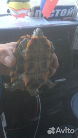 Красноухая черепаха самец