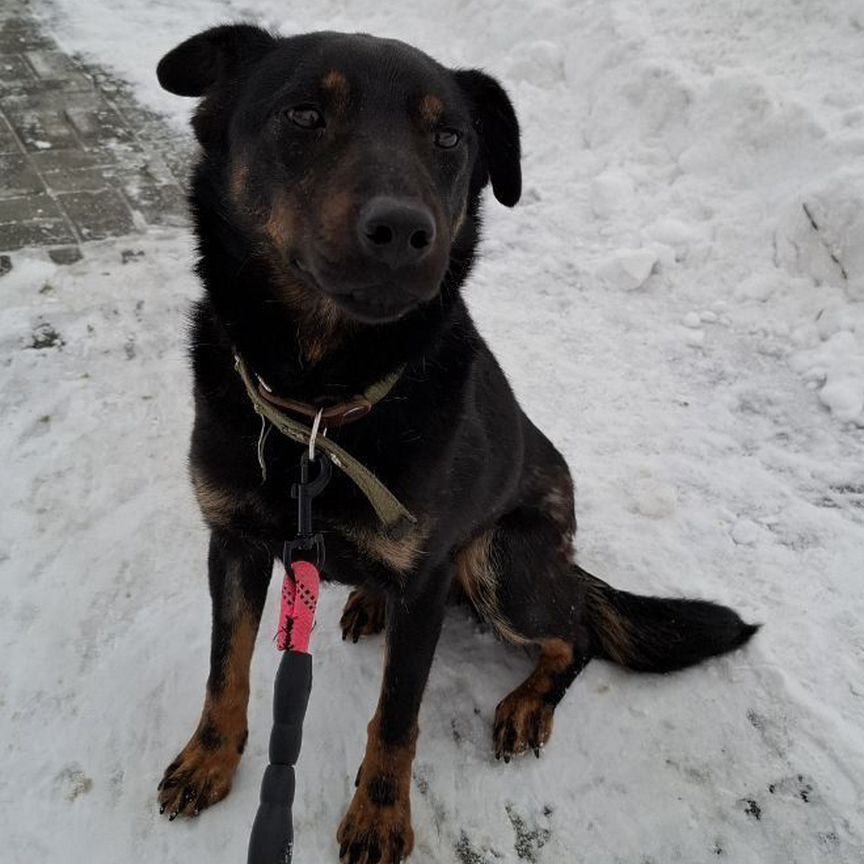 Взрослая собака в добрые руки