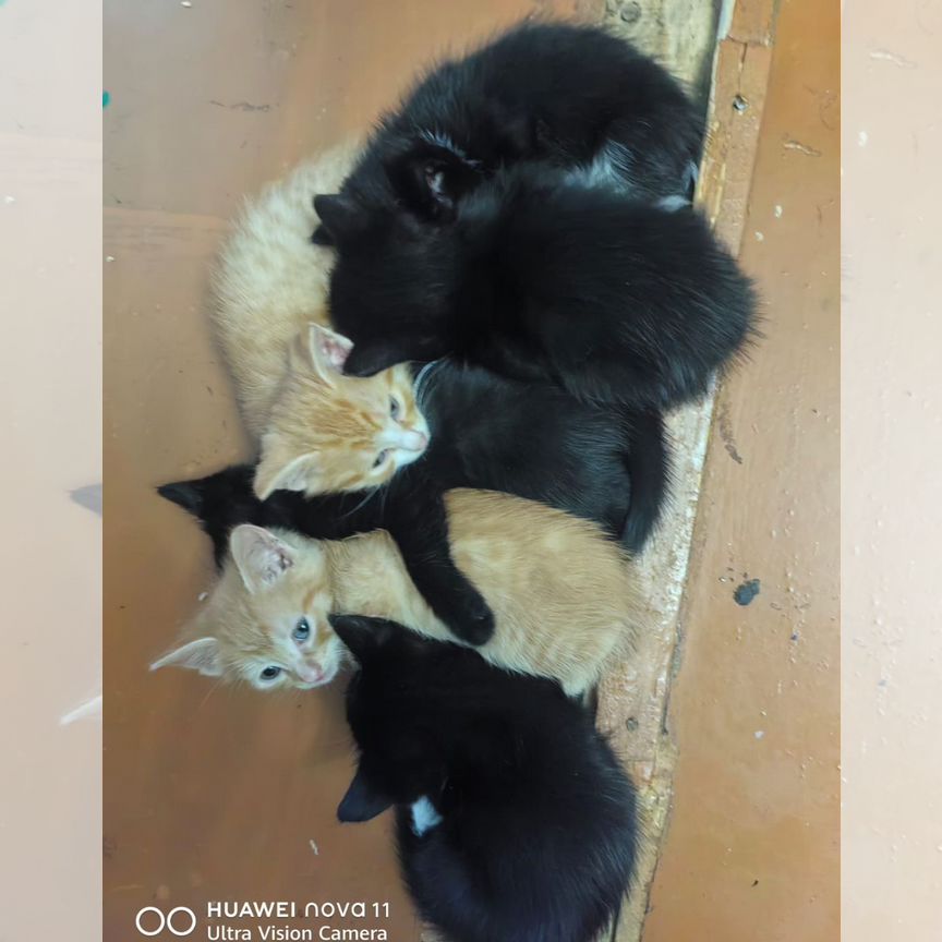 Отдам котят в добрые руки от 1 месяца
