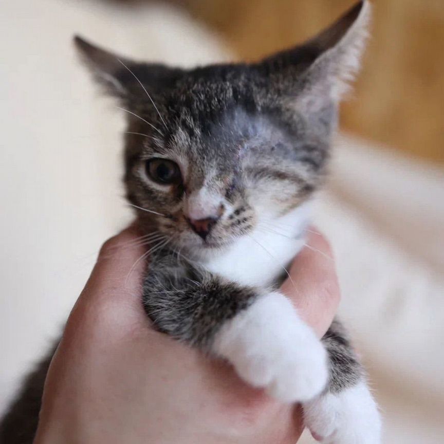 Котёнок в добрые руки