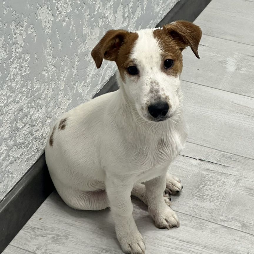 Джек-рассел-терьер, щенок