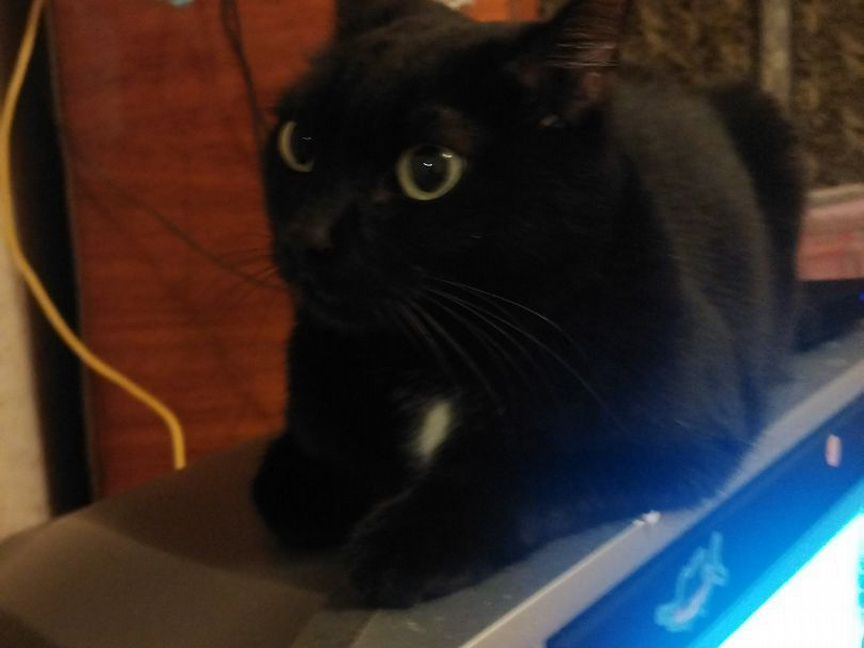 Отдам бесплатно в добрые руки