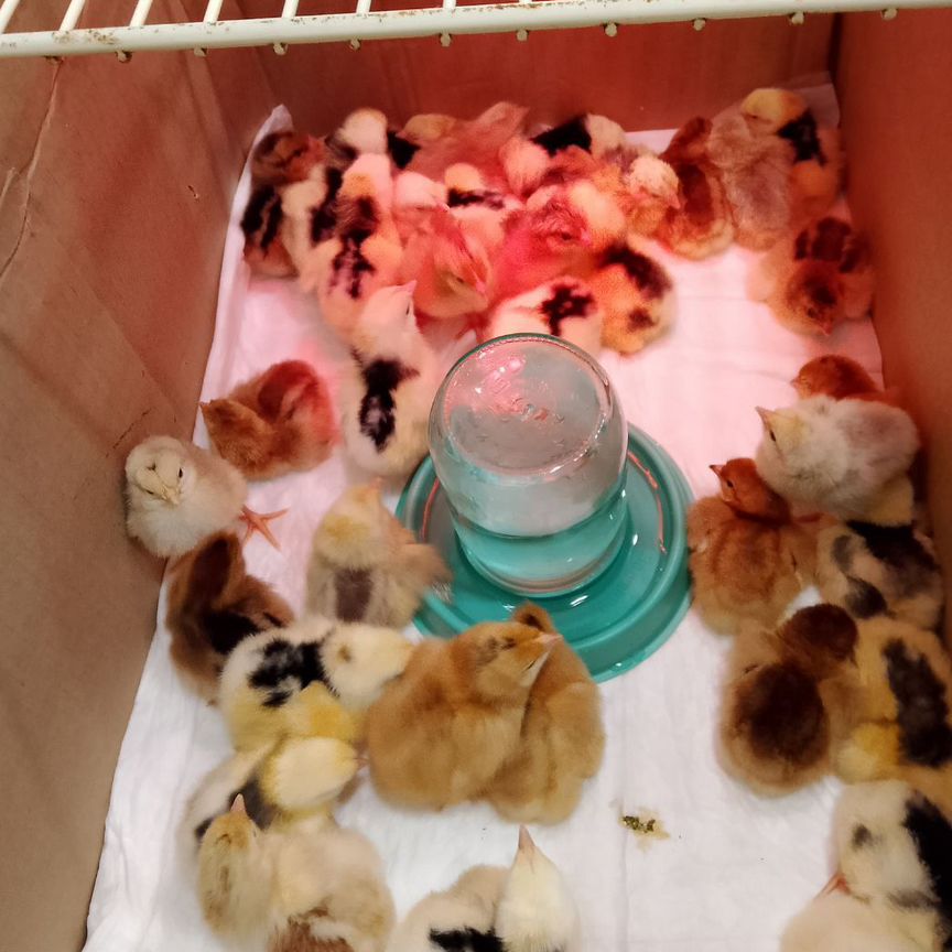 Цыплята суточные несушки