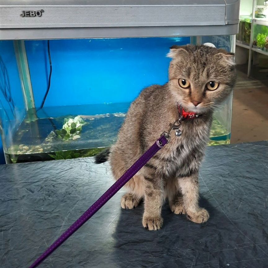 Кошечка помесь с вислоухой (стерилизована)