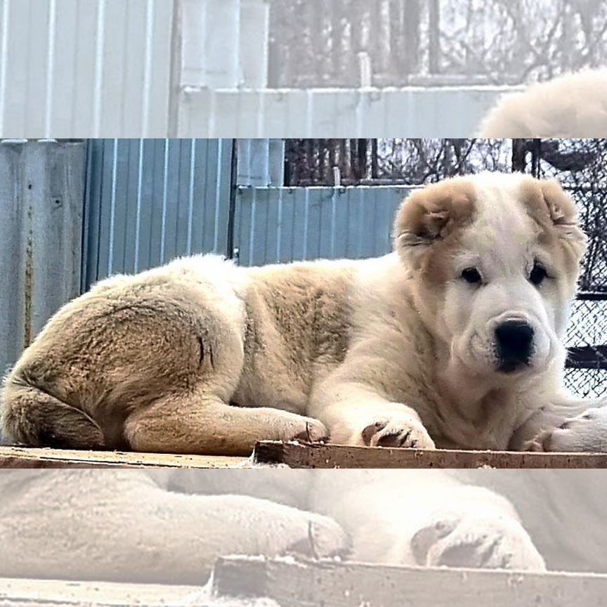 Щенки среднеазиатской овчарки
