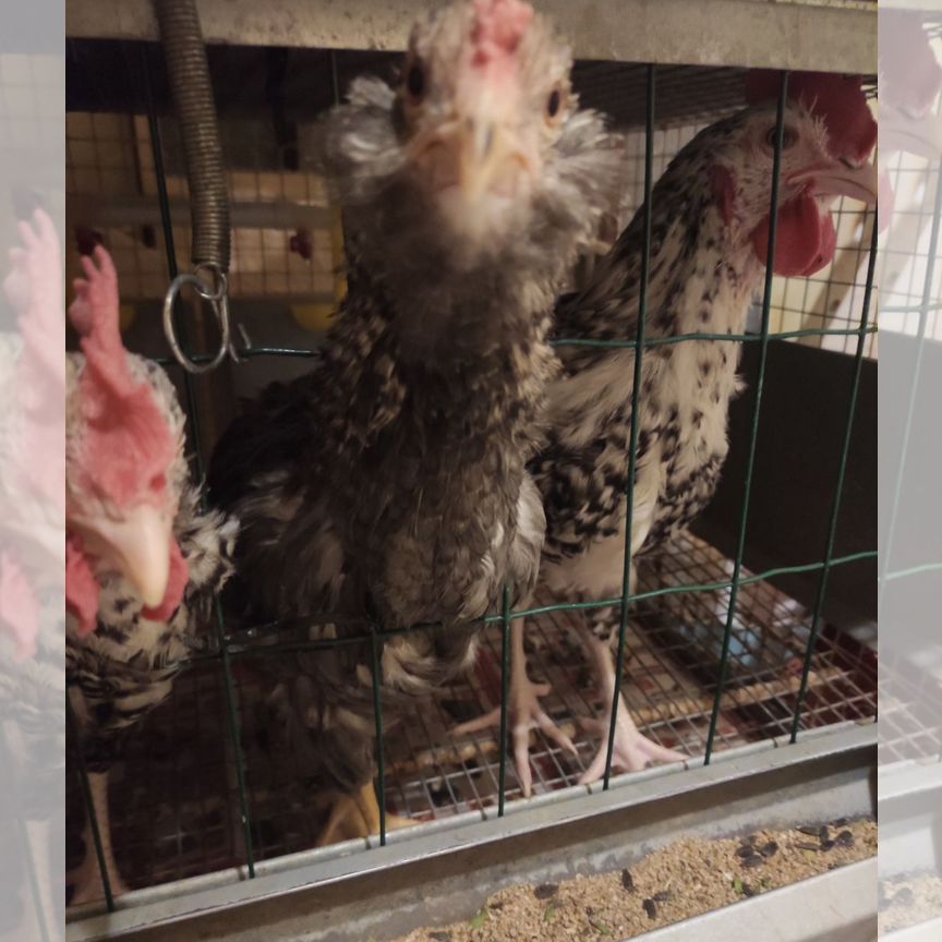 Молодые петухи