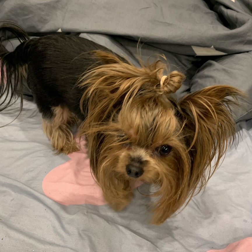 Йоркширский терьер, взрослая собака