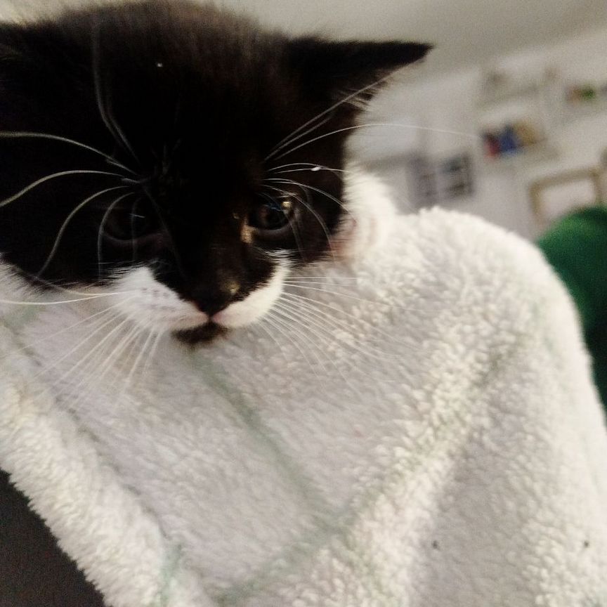 Сибирский котёнок