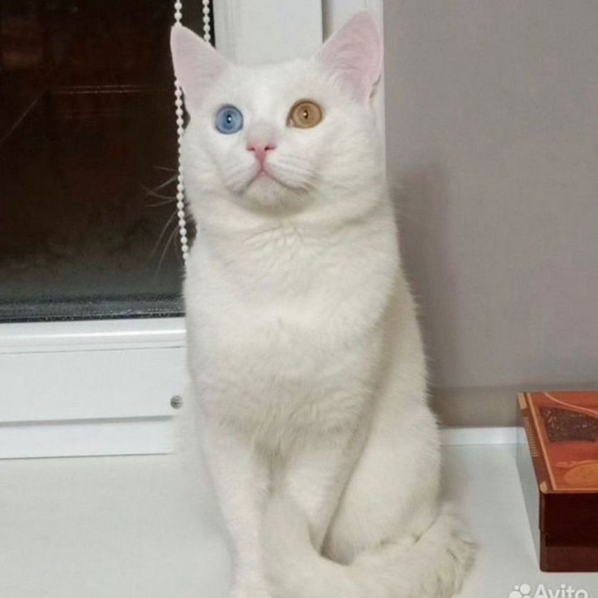 Котик породистый