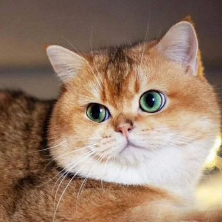 Шотландский вислоухий короткошёрстный котёнок