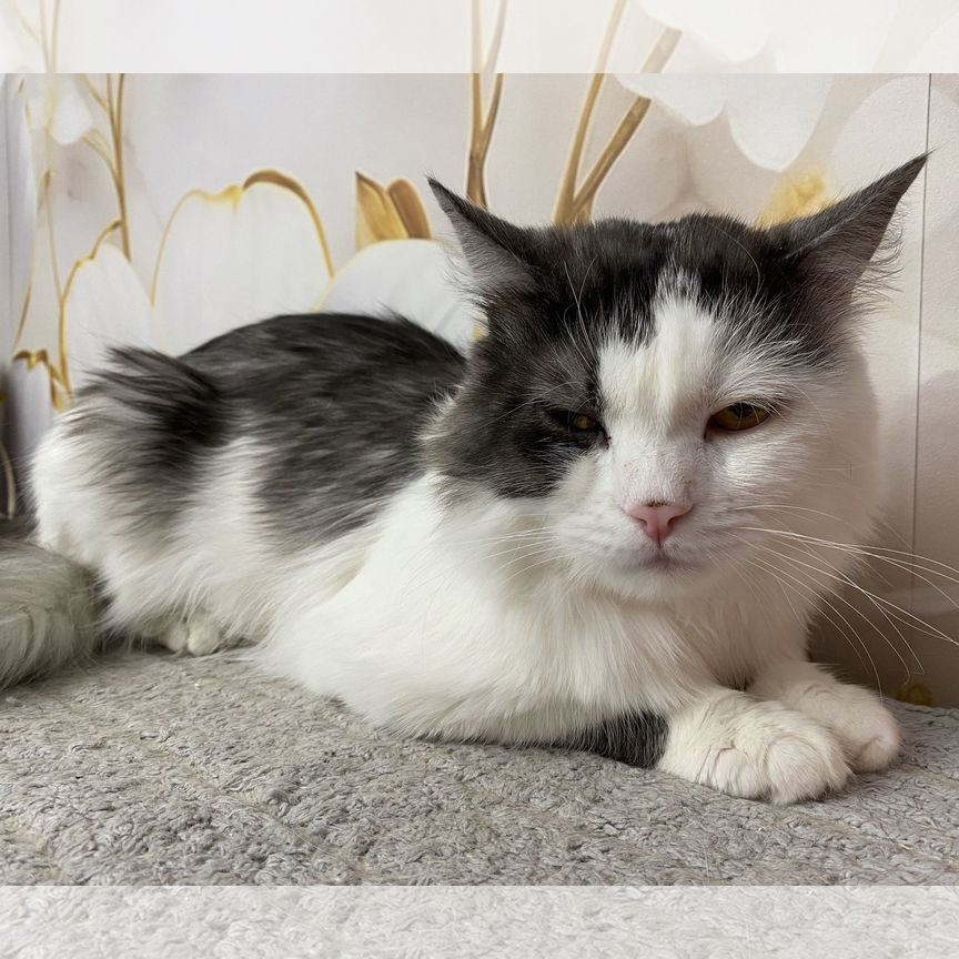 Взрослый кот в добрые руки