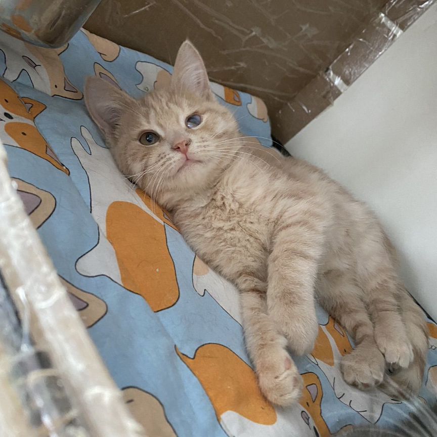 Бежевый котенок в добрые руки