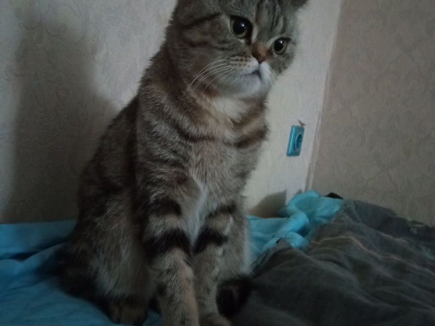 Британская кошка