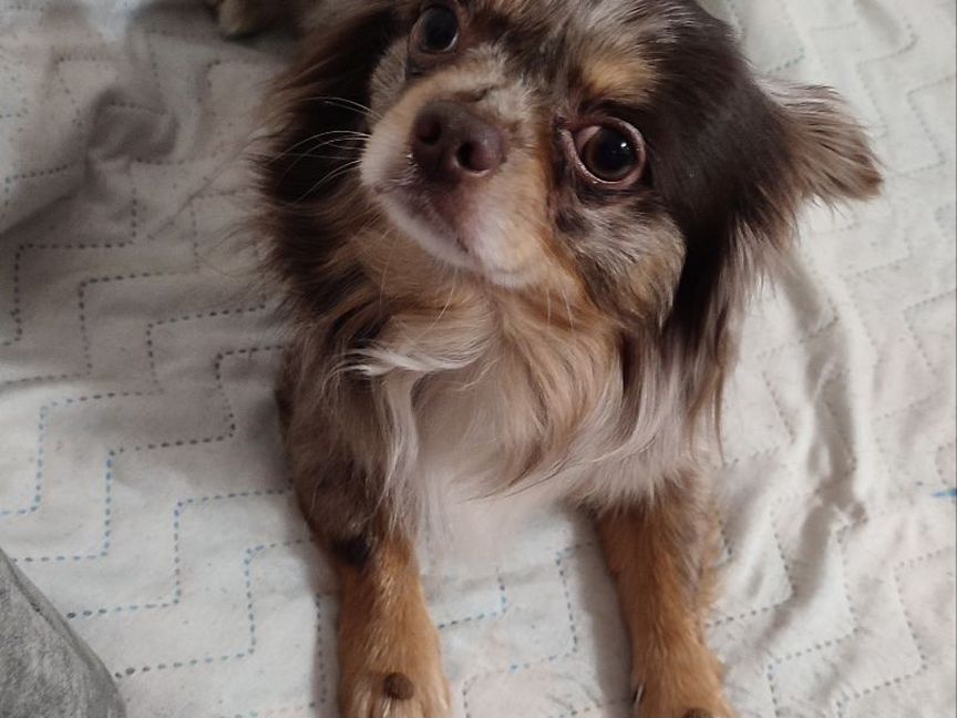 Вязка (чихуахуа)