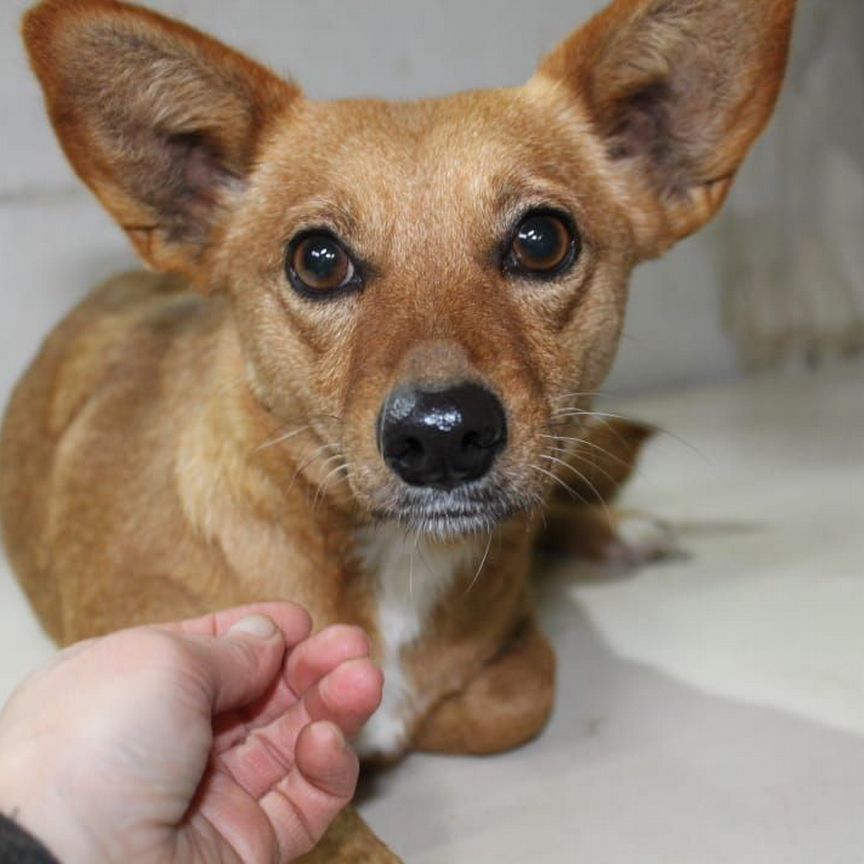 Собака в добрые руки