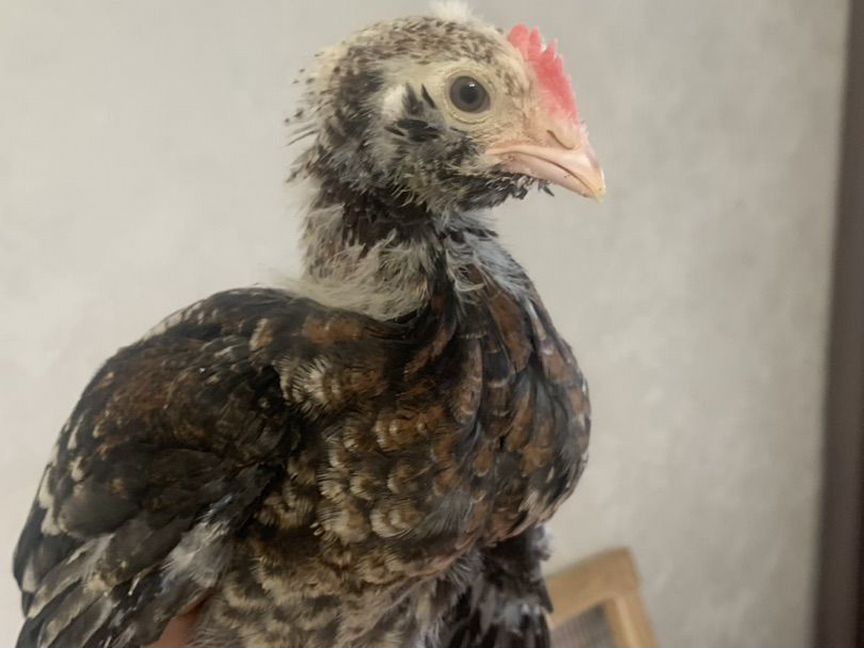 Фавероль петушки