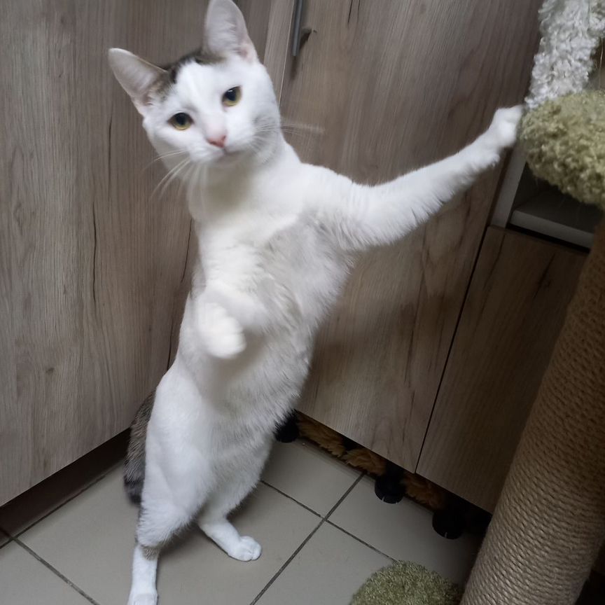 Взрослый кот в добрые руки