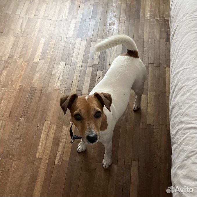 Найдена собака Джек Рассел терьер девочка