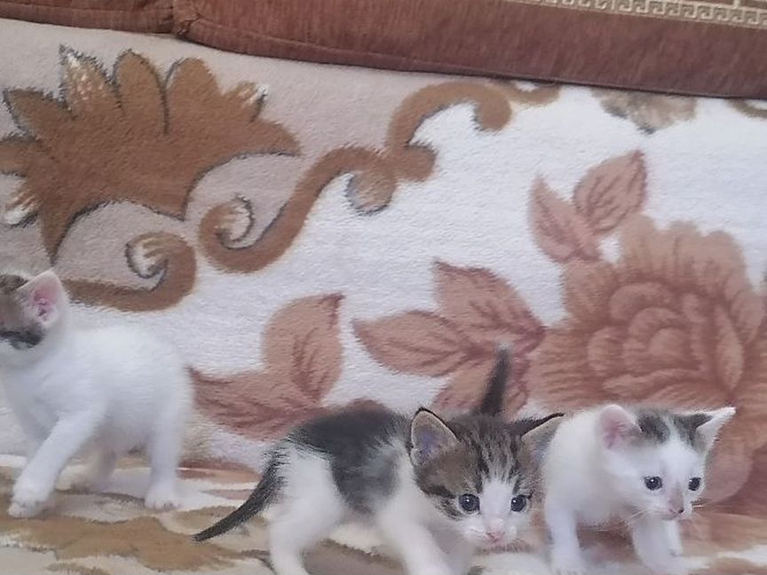Отдам бесплатно котят