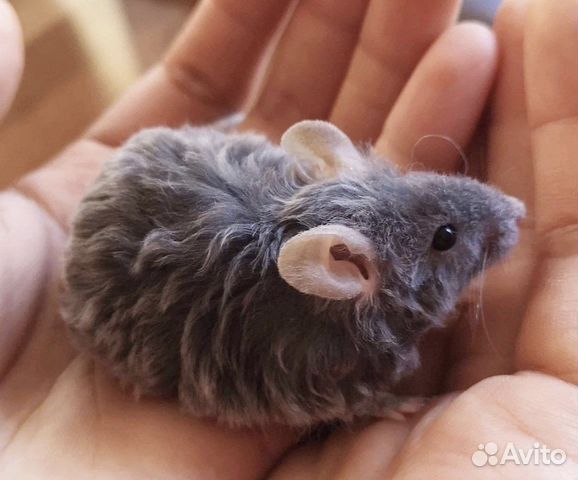 Живая мышь в добрые руки