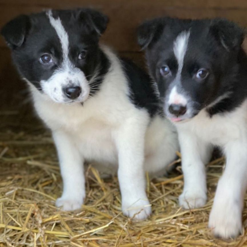 Щенок в добрые руки