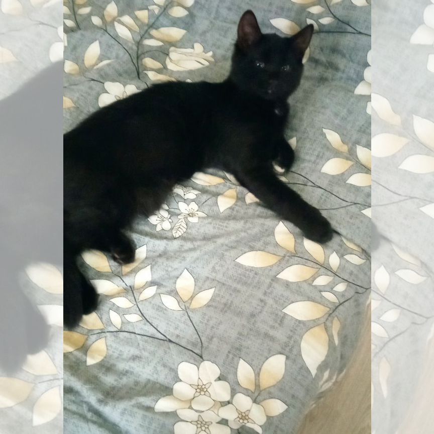 Отдам кота в добрые руки