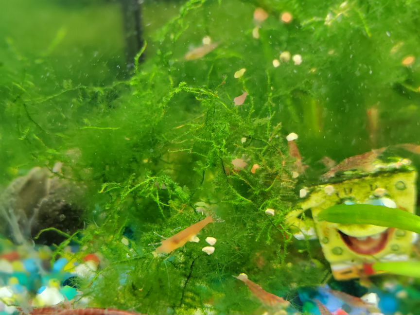 Аквариумные креветки