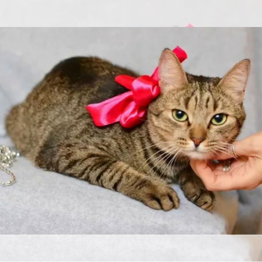 Взрослый кот в добрые руки