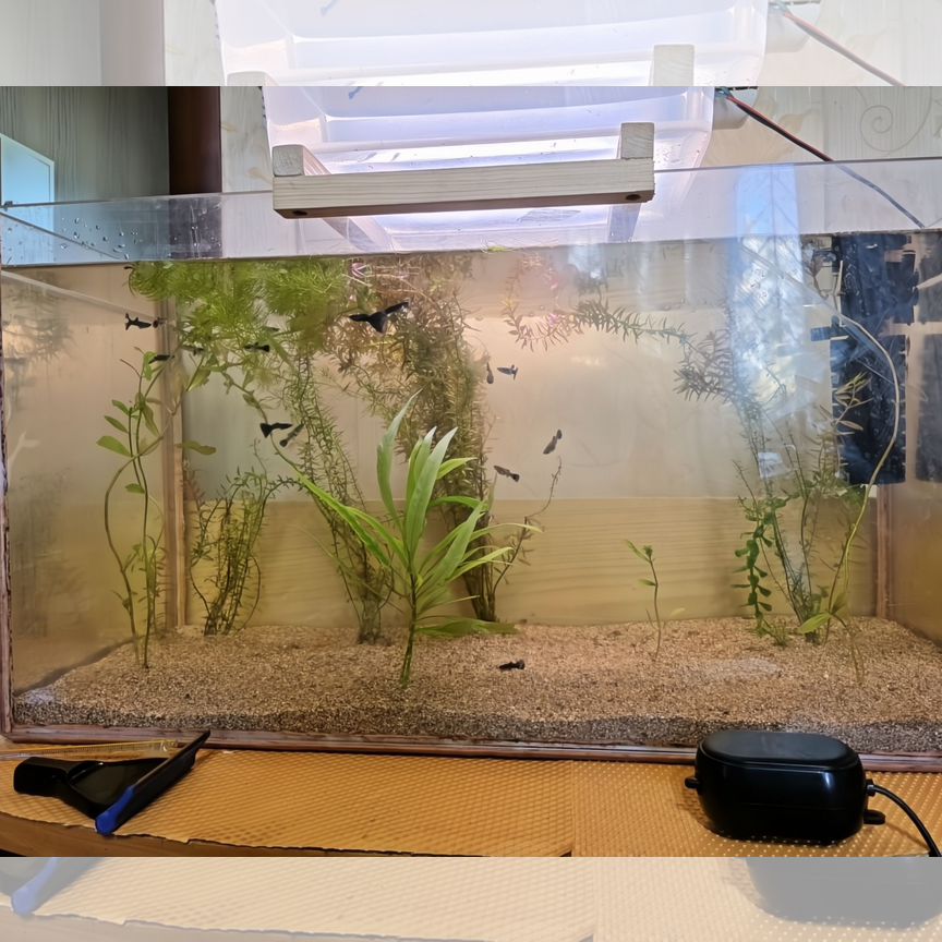 Гуппи черный монах