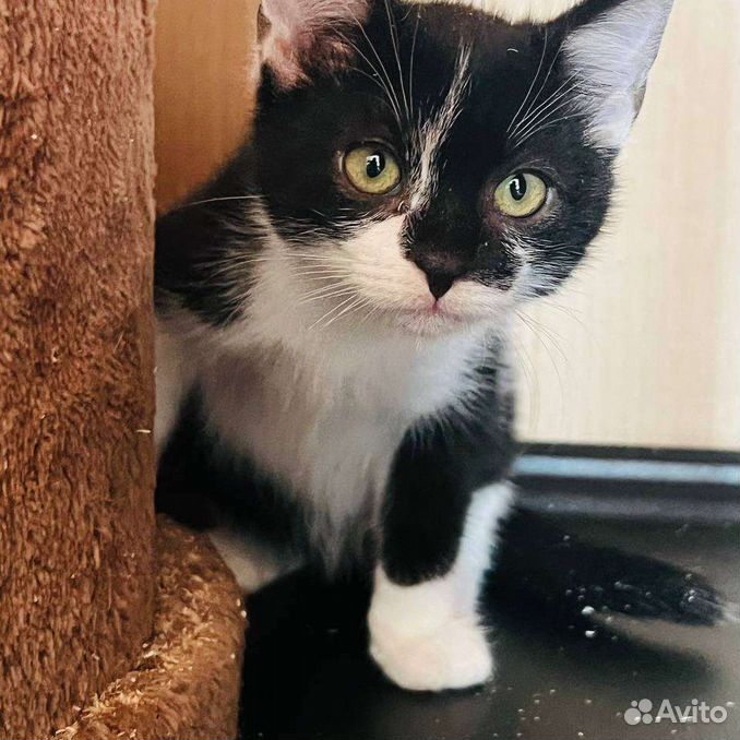 Котенок Зорро в добрые руки